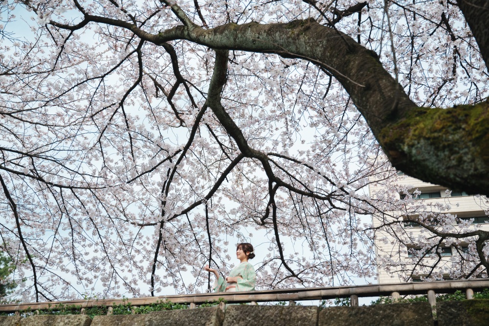 福井の春を楽しむ観光スポット40選【2025年度版】｜特集｜福いろ|福井市公式観光サイト 名所/グルメ/お土産/イベント